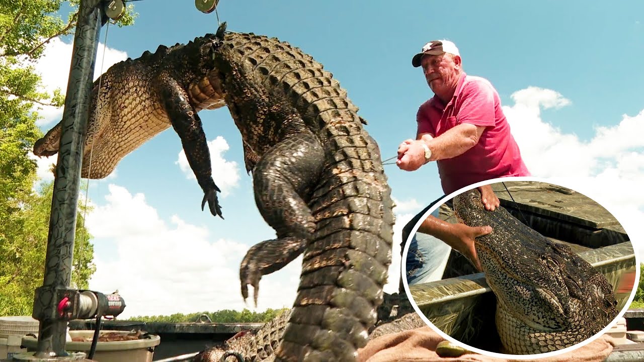 This is really crazy. The hunter set a trap in the swamp with the goal ...