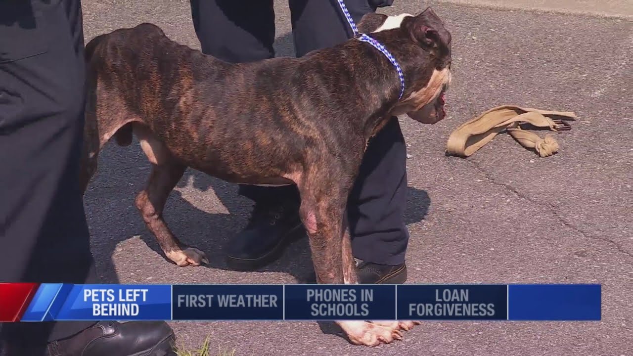 Increase in pets left behind in parks - YouTube