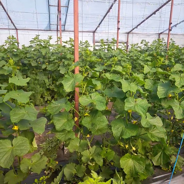 огурцы#страж#бьерн#теплица - YouTube