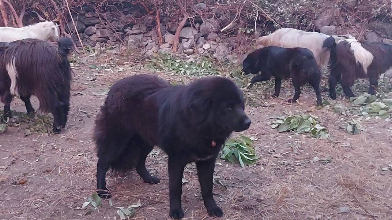 Shaferd security force team shera kali &puppy himalyan sheep bkrival ...