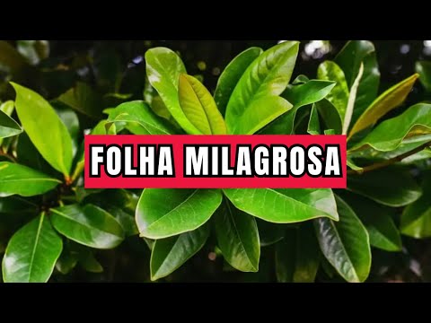 A Folha Milagrosa Cura Natural para Diabetes, Pressão Alta e Dores!