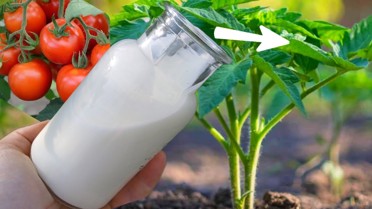 Just 1 tablespoon and the tomatoes will explode overnight - YouTube