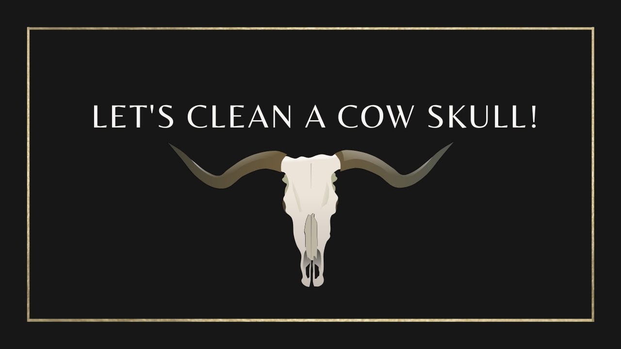 The Process of Cleaning a Cow Skull! - YouTube