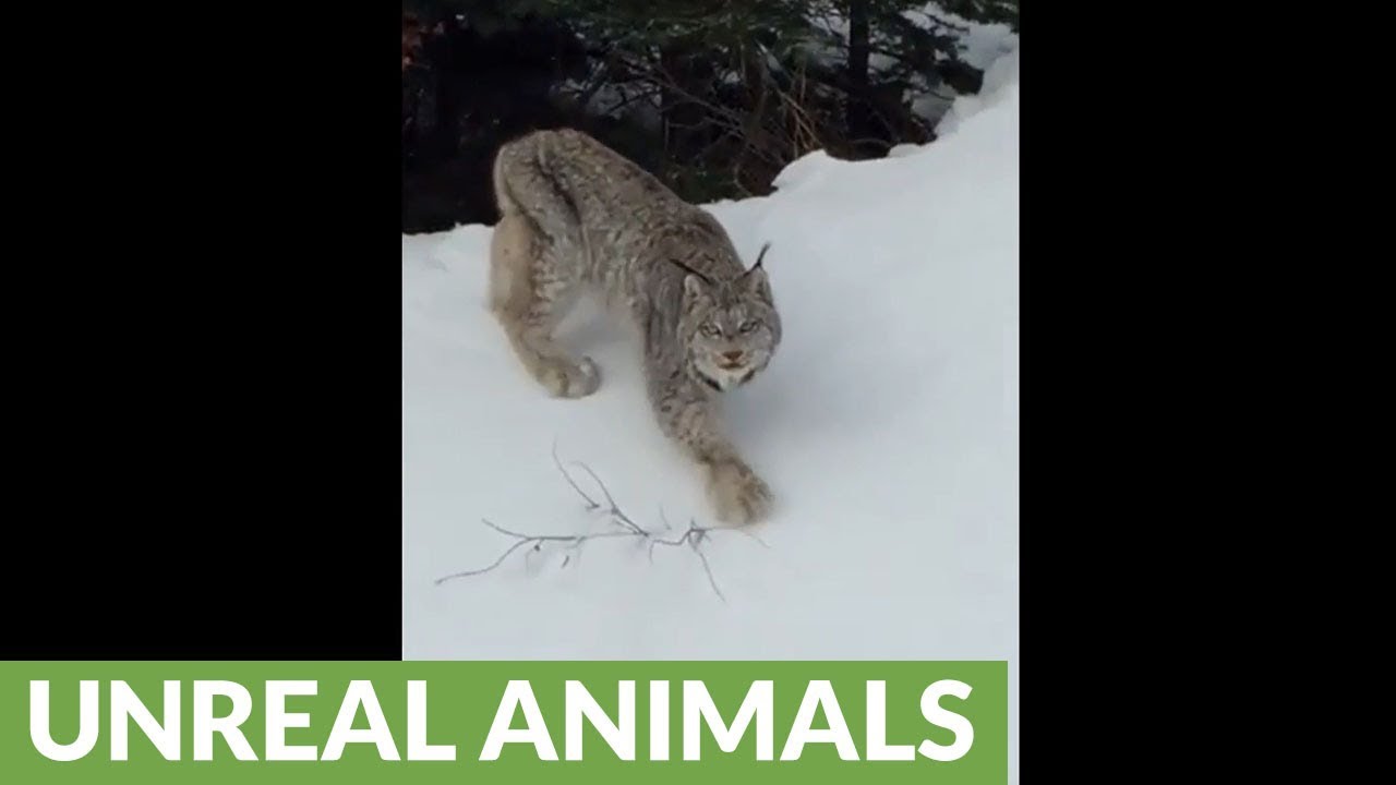 Crazy rare footage of fearless and friendly lynx - YouTube