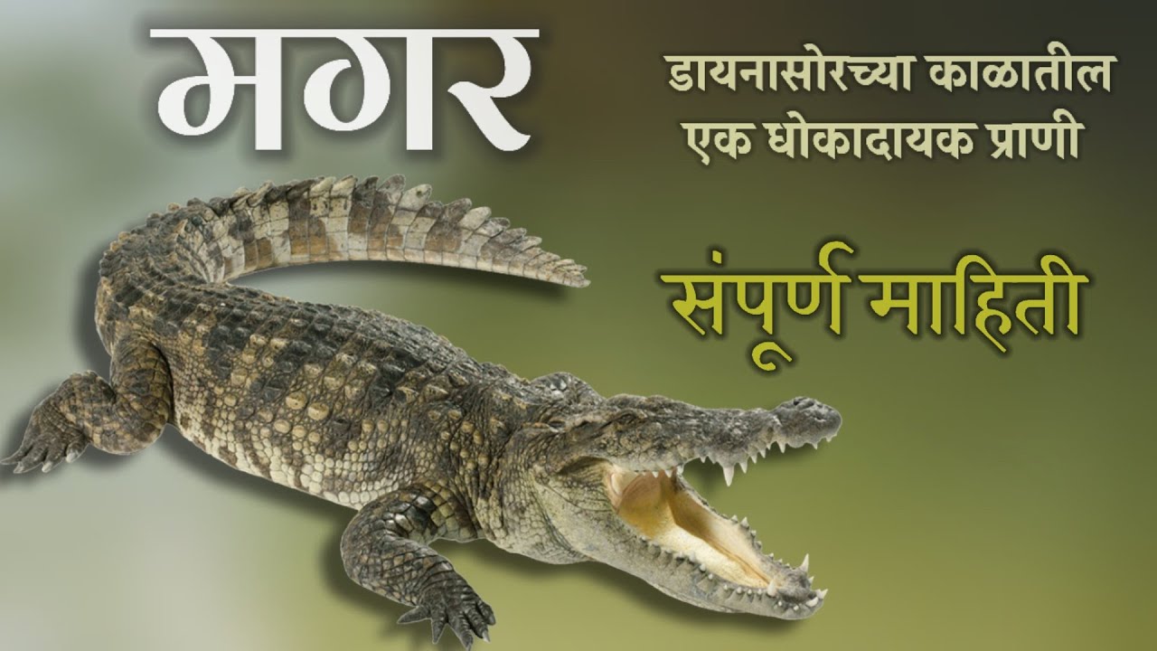 मगर विषयी माहिती मराठी | magar marathi mahiti - YouTube