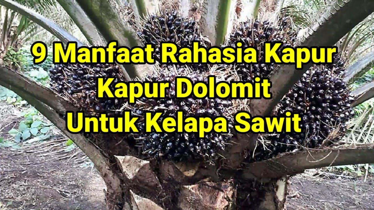 Manfaat Kapur Dolomit untuk sawit - YouTube