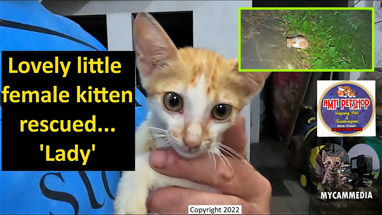 Lovely little kitten 'Lady' rescued from the side of a road. - YouTube