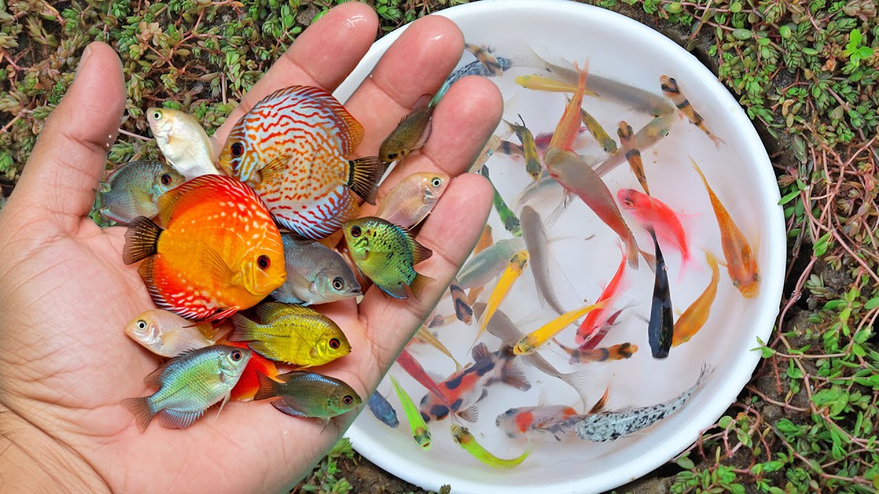 Let's go ! Catch Beautiful Colorful Fish At The Rice Field, Painted ...
