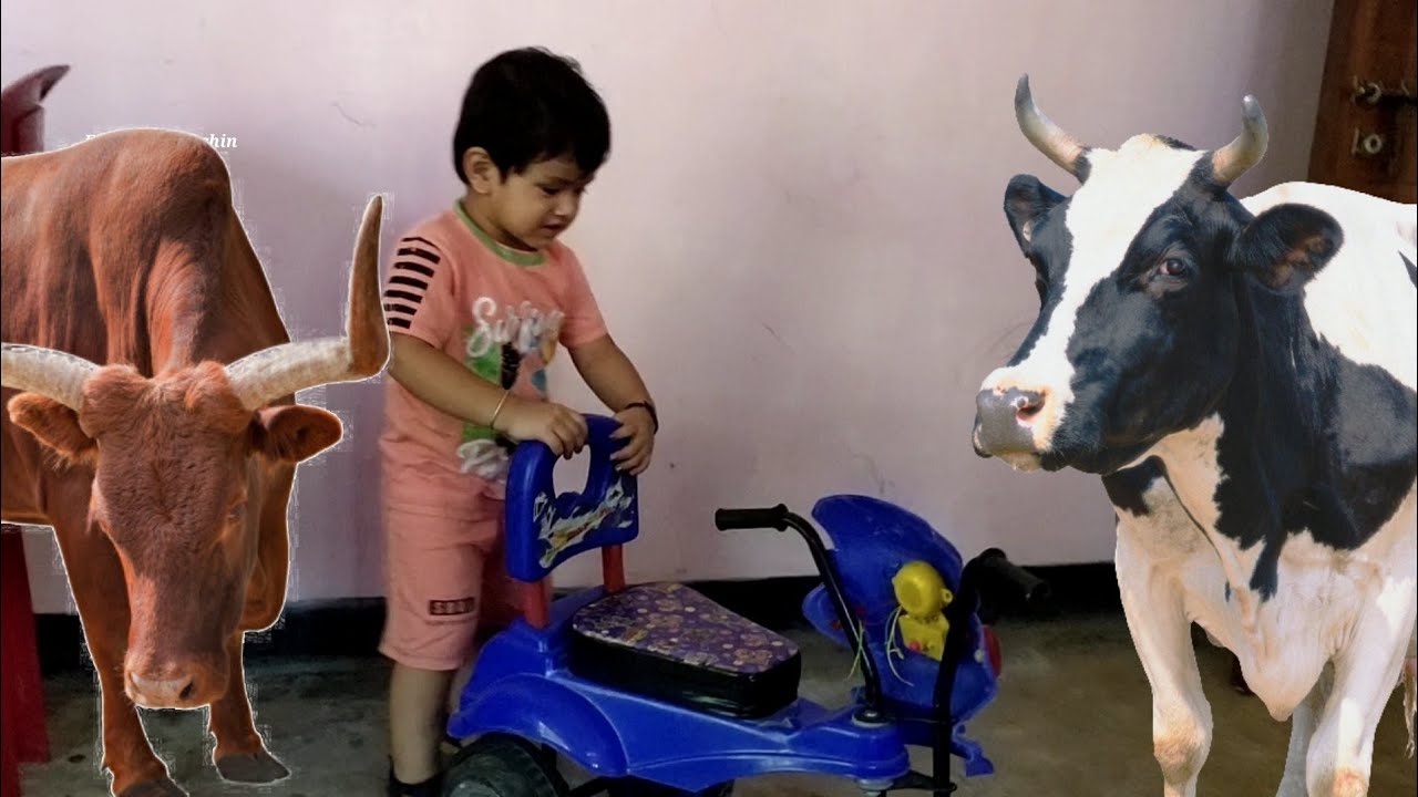 Funny cow sounds & Funny child playing with cow Toys || cow sounds ...