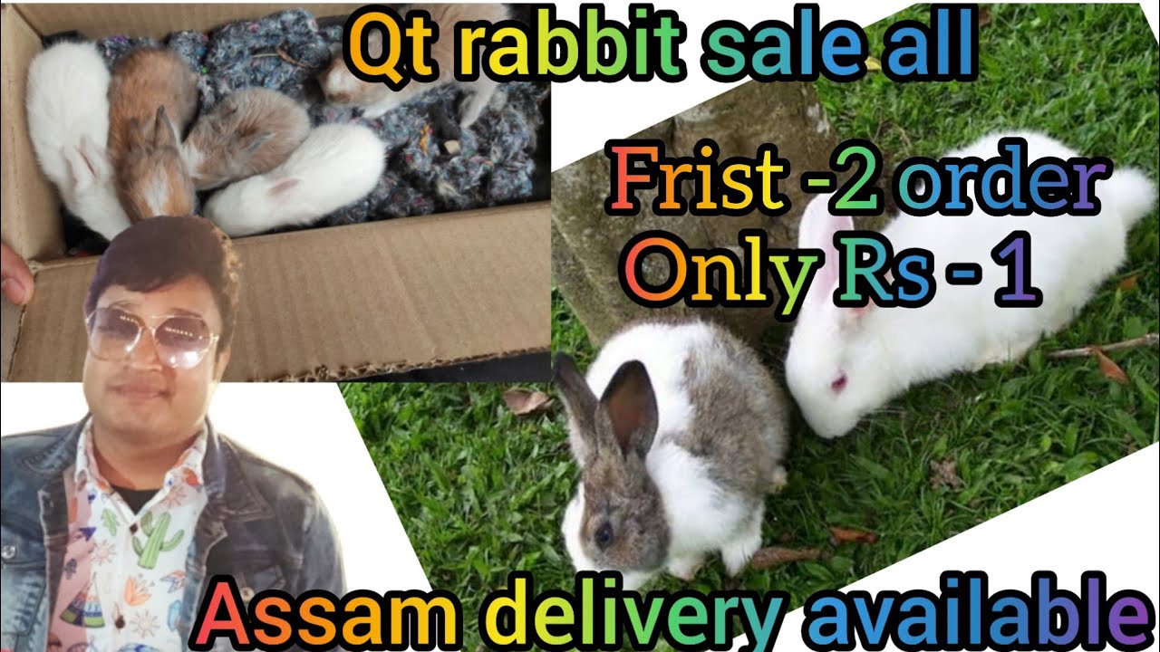 qt variety colour's rabbit selling all over Assam delivery available ...