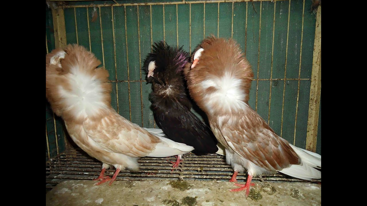 Jacobin Pigeon ( Fancy Pigeon breed ) - YouTube