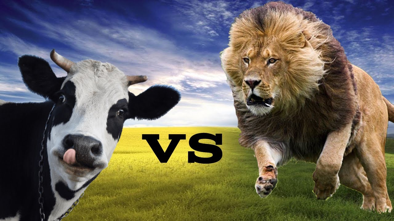 new cartoon || hungry lion VS cow | funny cartoon animals | funny ...
