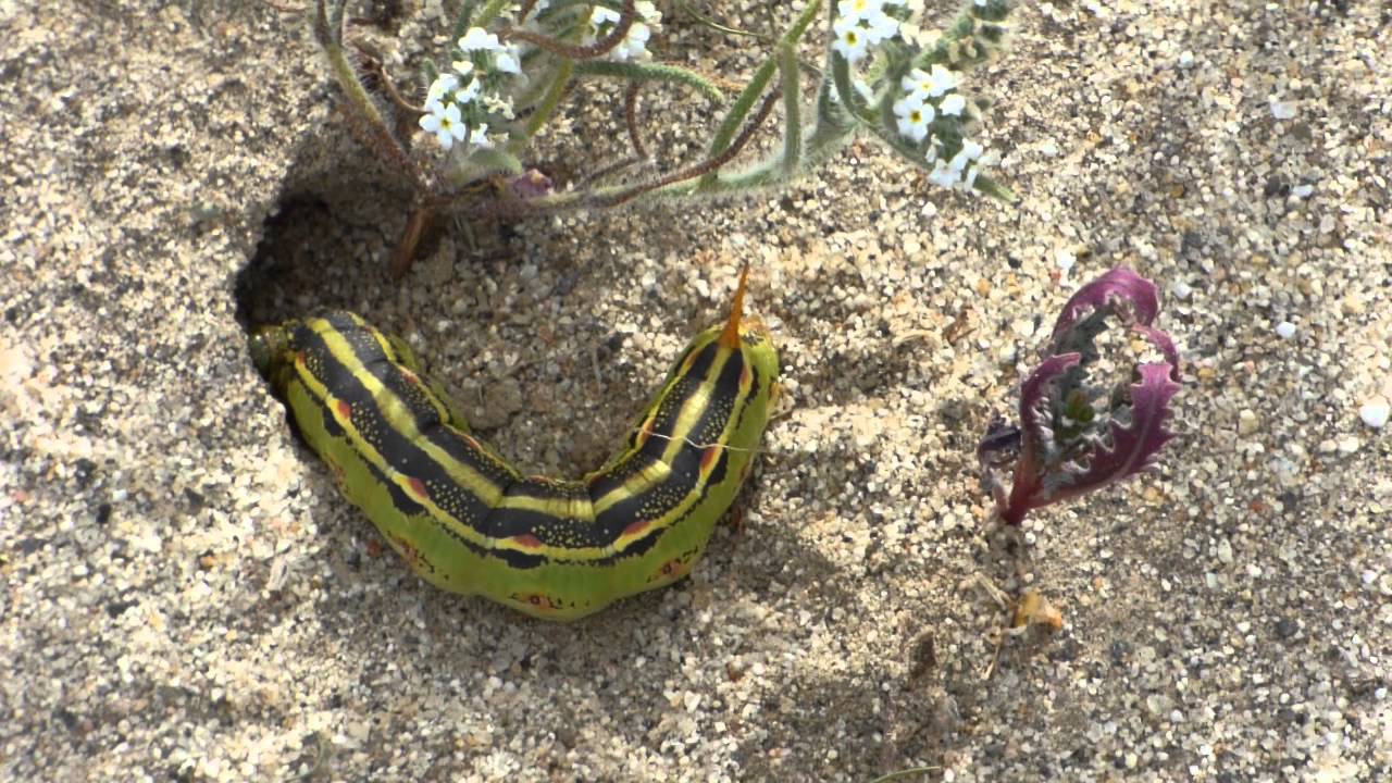 White-lined Sphinx Moth Burrowing In to Pupate - YouTube