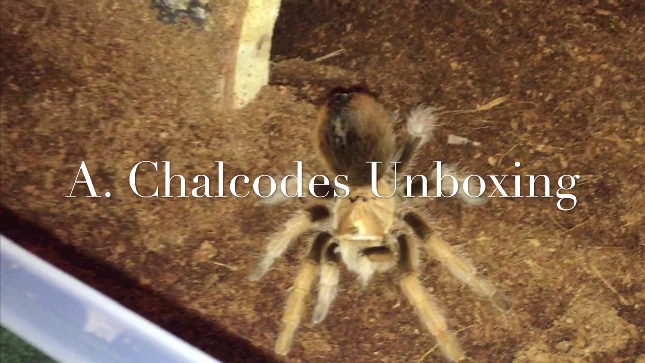 SPIDERS IN THE MAIL??? - Tarantula Unboxing ( A. Chalcodes) - YouTube