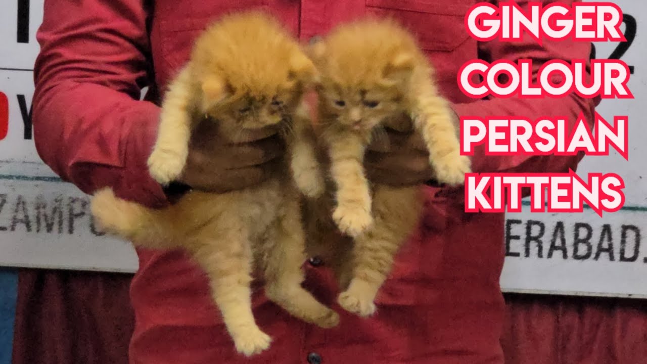 Ginger colour Persian kittens and cat's available in Hyderabad at S N ...