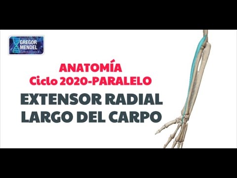 ANATOMÍA EN GREGOR MENDEL - EXTENSOR RADIAL LARGO DEL CARPO - YouTube