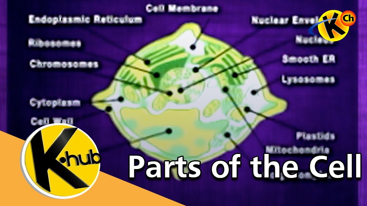 Different Parts of the Cell | K-Hub - YouTube