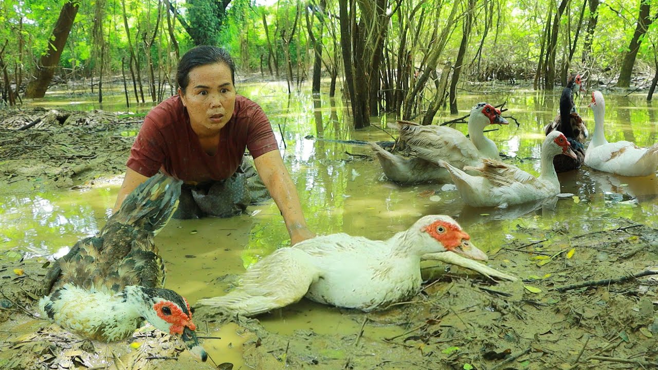 survival in the rainforest-found duck with amaranthus blitum for cook ...