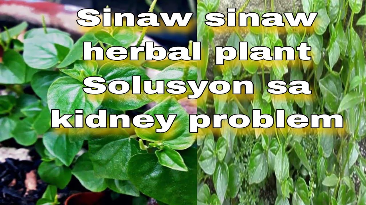 Baka ito na yong Solution para sa kidney mo /Try this sinaw sinaw ...