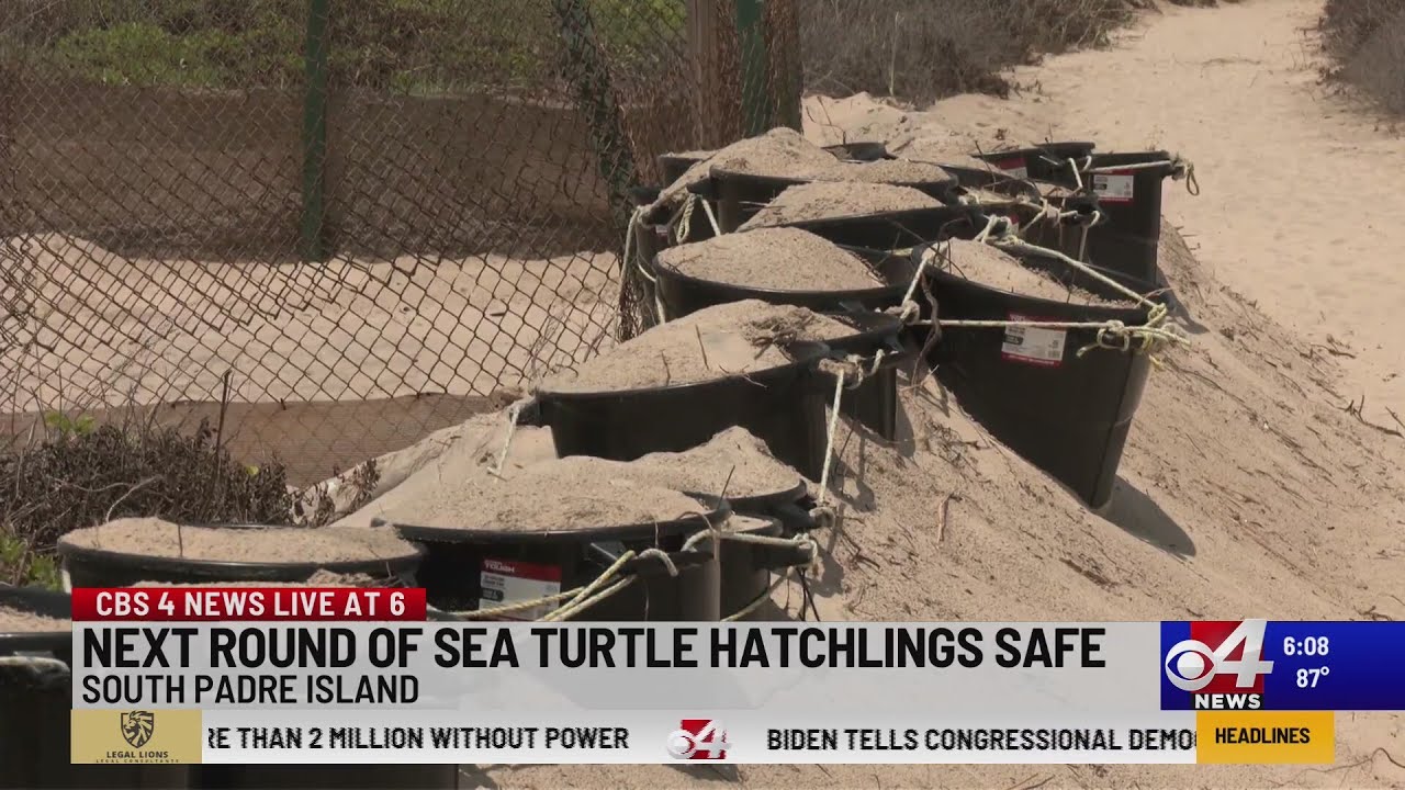 Sea Turtle Inc.: Endangered turtle eggs are safe - YouTube