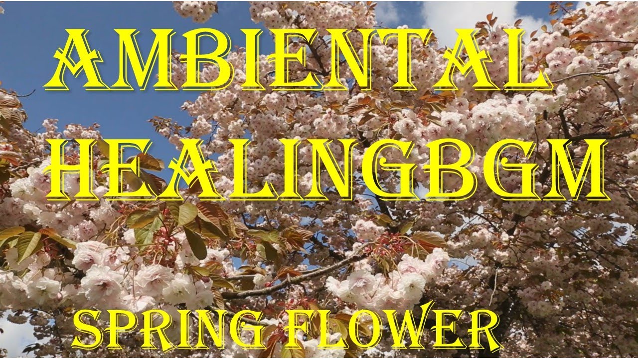 Ambientalhealing BGM SPRING Flower - YouTube