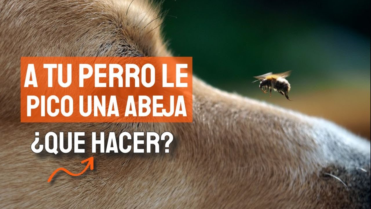 Mi PERRO fue PICADO por una ABEJA 🐶🐝¿Qué Debo Hacer? - YouTube