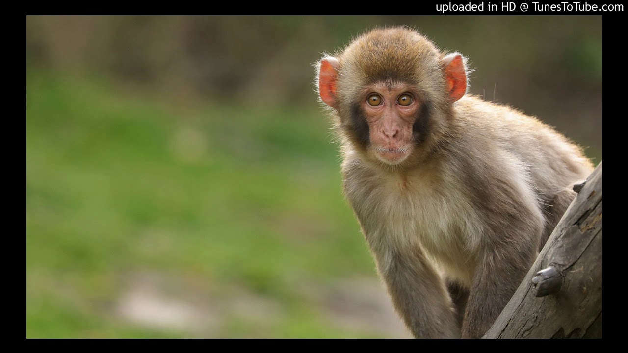 Monkey Screaming Type Beat - YouTube