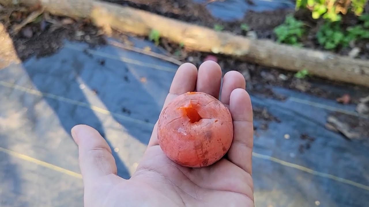 Prok American Persimmons Review Excellent Flavor and Texture - YouTube