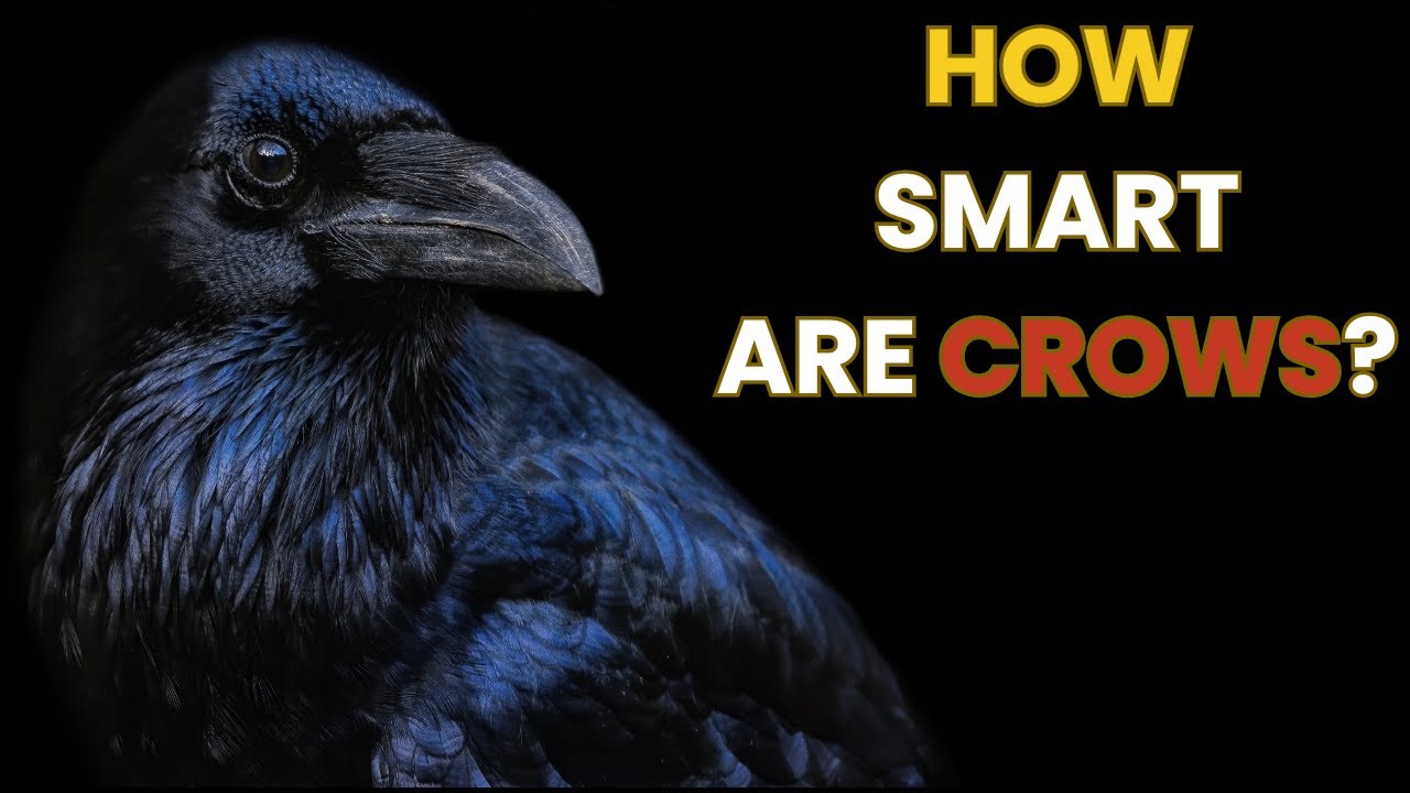 The Terrifying Intelligence of Crows - YouTube