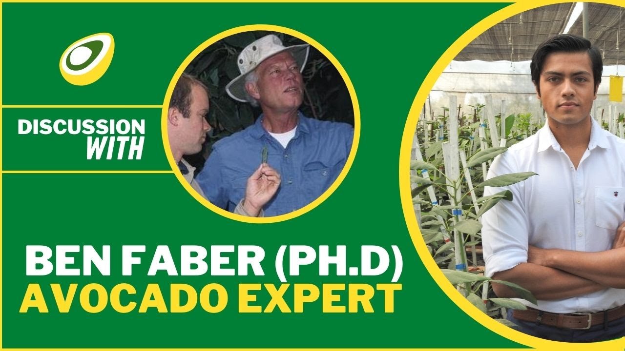 High density avocado farming Dr Ben Faber of University of California ...