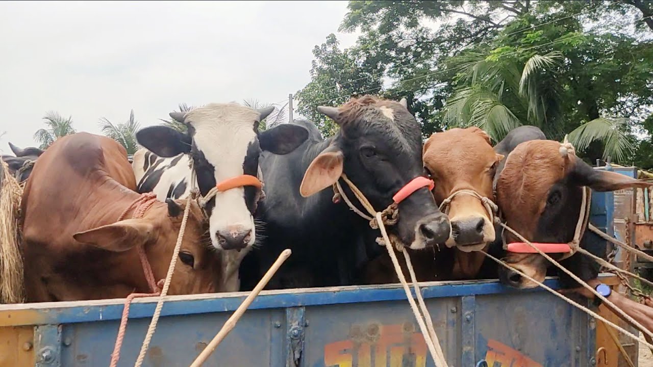cow unloading | cow videos | caw | cow ki video | big cow farm | cow ...