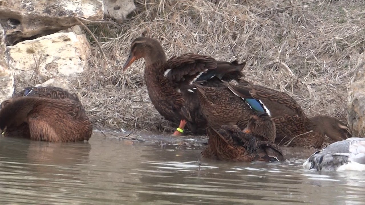 10022018rouen Ducks In Olympus Farm Youtube