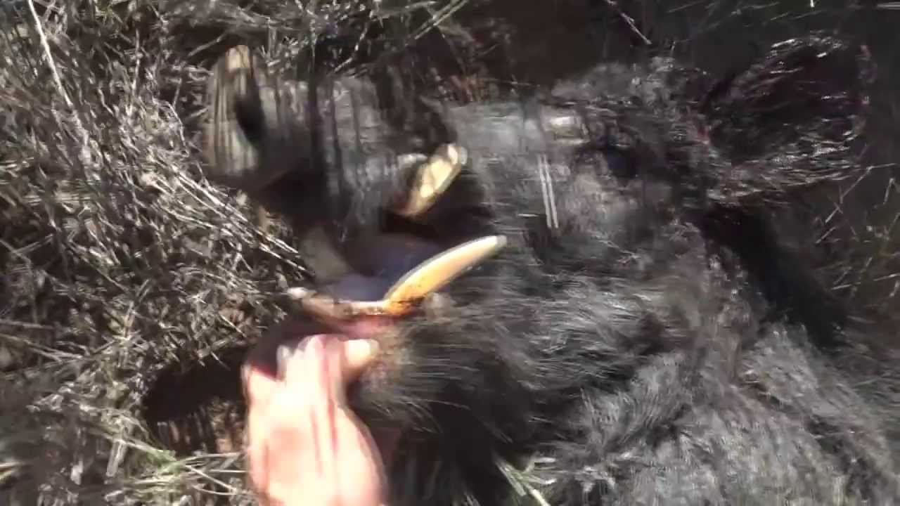 Pilliga boar chasing - YouTube