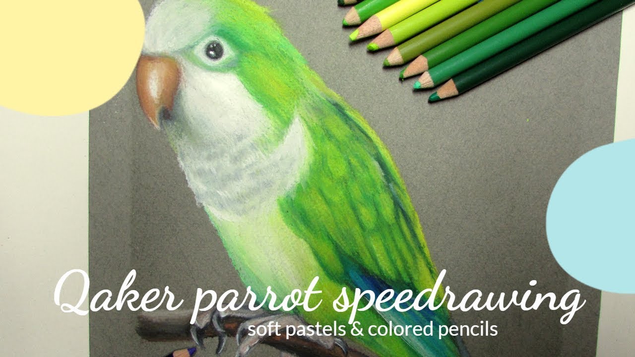 Quaker parrot Speedrawing - soft pastels and colored pencils! - YouTube