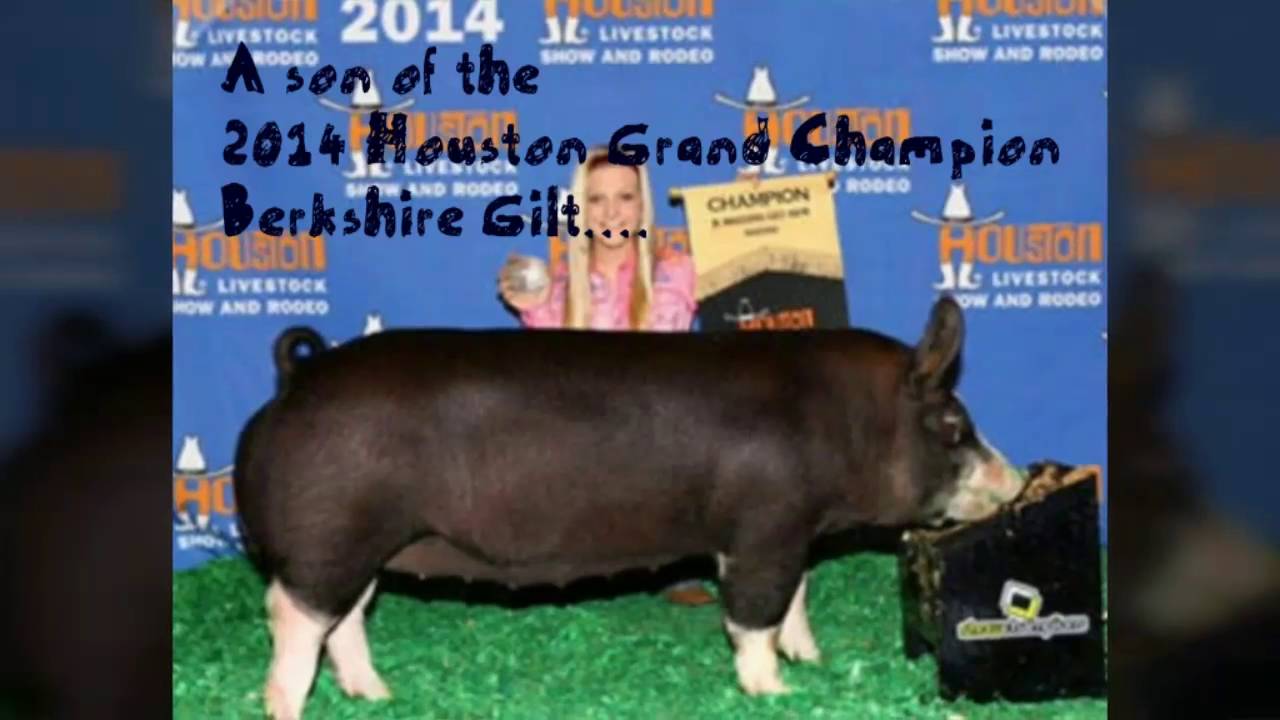Black & Gold Swine Genetics: Berkshire Boar - YouTube