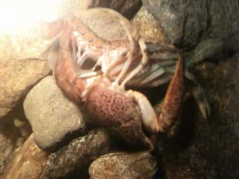 Crayfish mating - YouTube