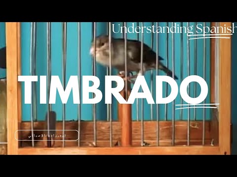 Understanding Spanish Timbrado Canaries: Breeding, Characteristics, and ...