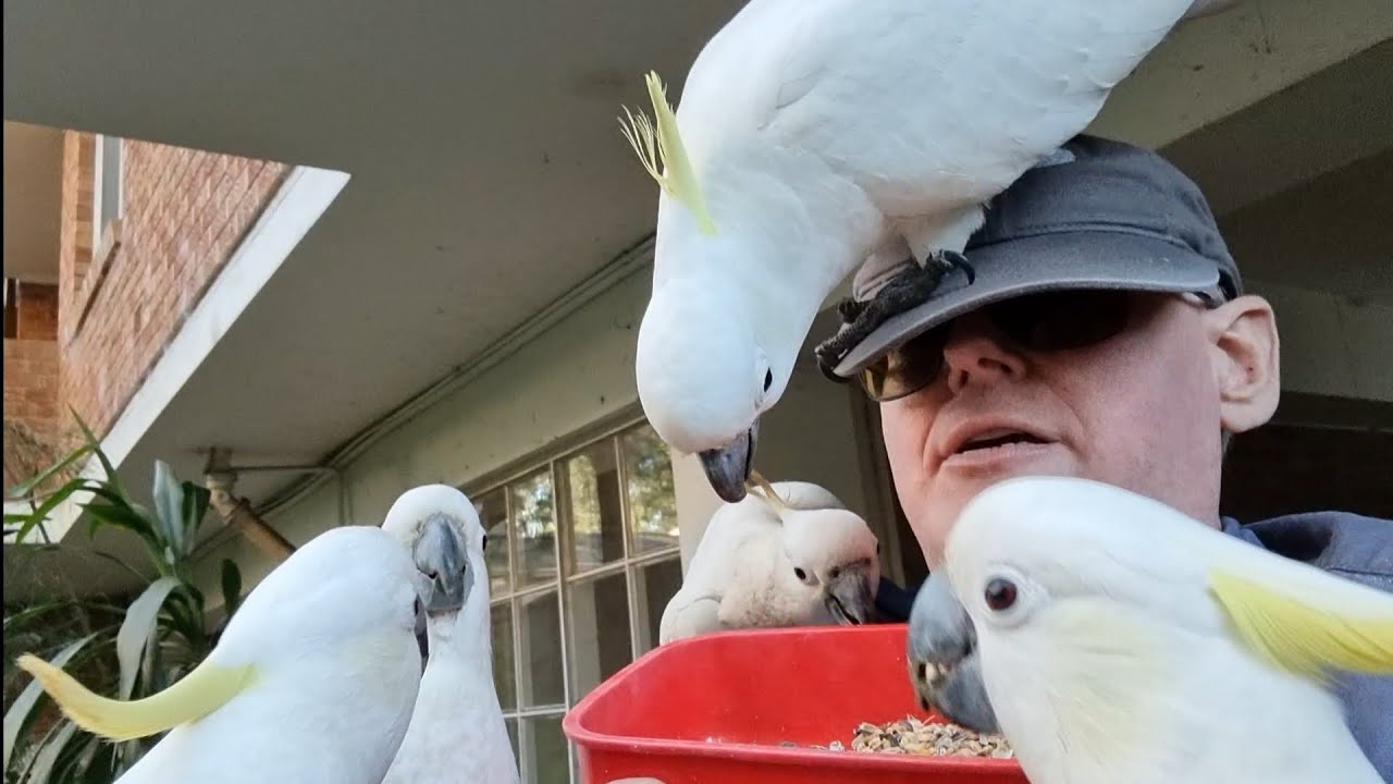 Cockatoos take control of human perch! - YouTube