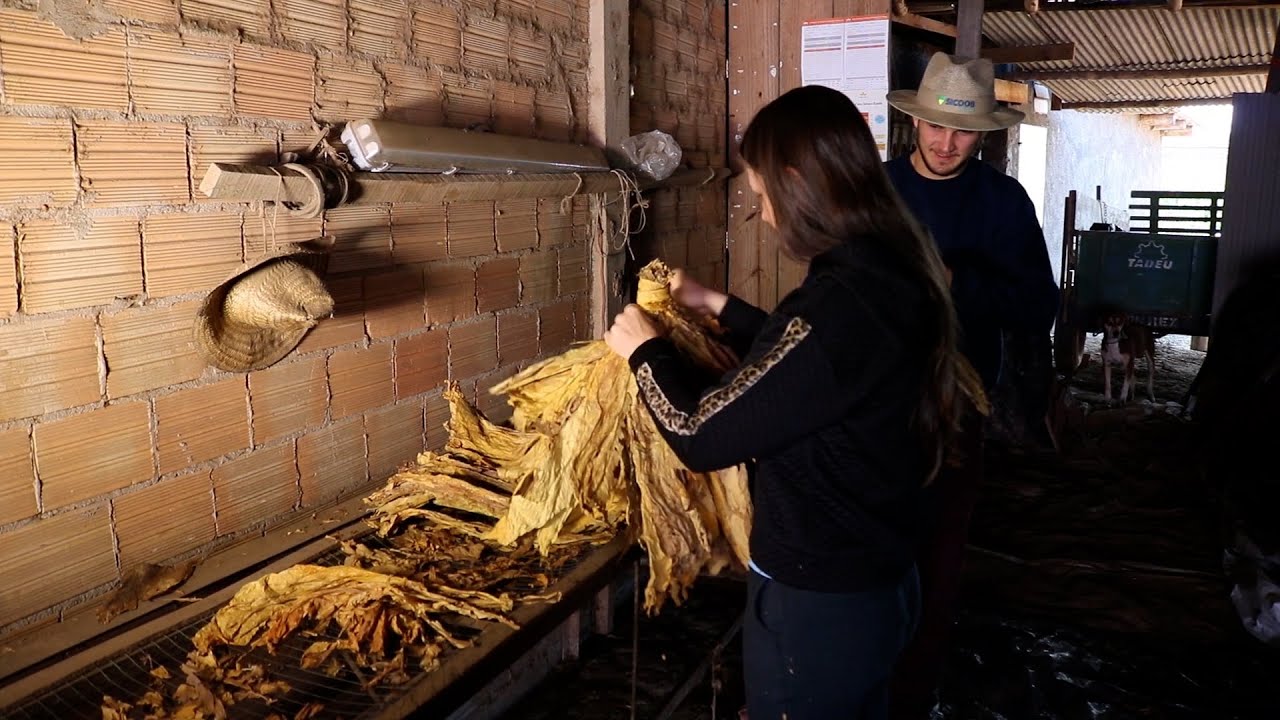 Produtores de fumo se queixam da classificação! - YouTube