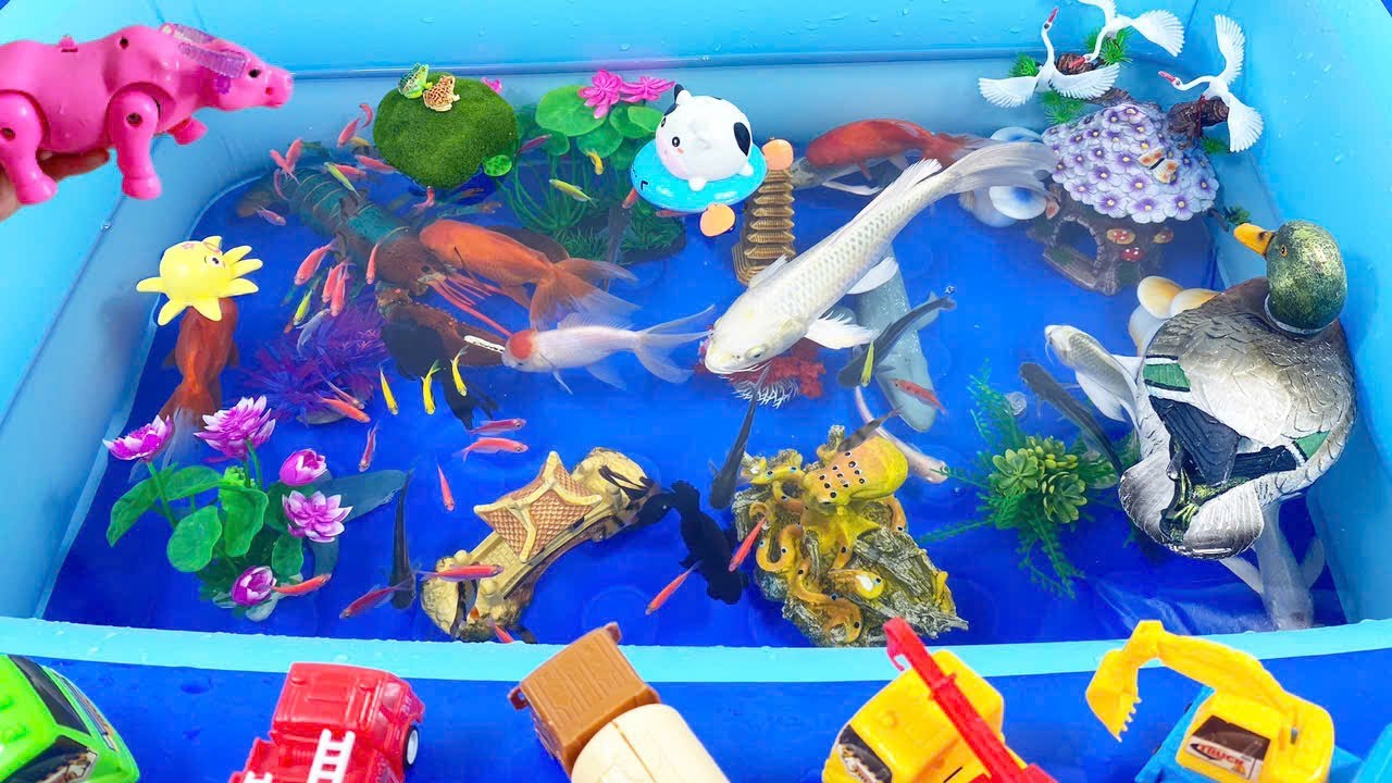 Amazing Put fish in the float,sharks,dolphins,sea creatures,Slipp vakre ...