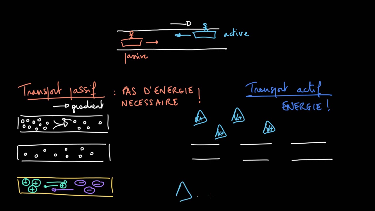 Introduction au transport passif et actif - YouTube