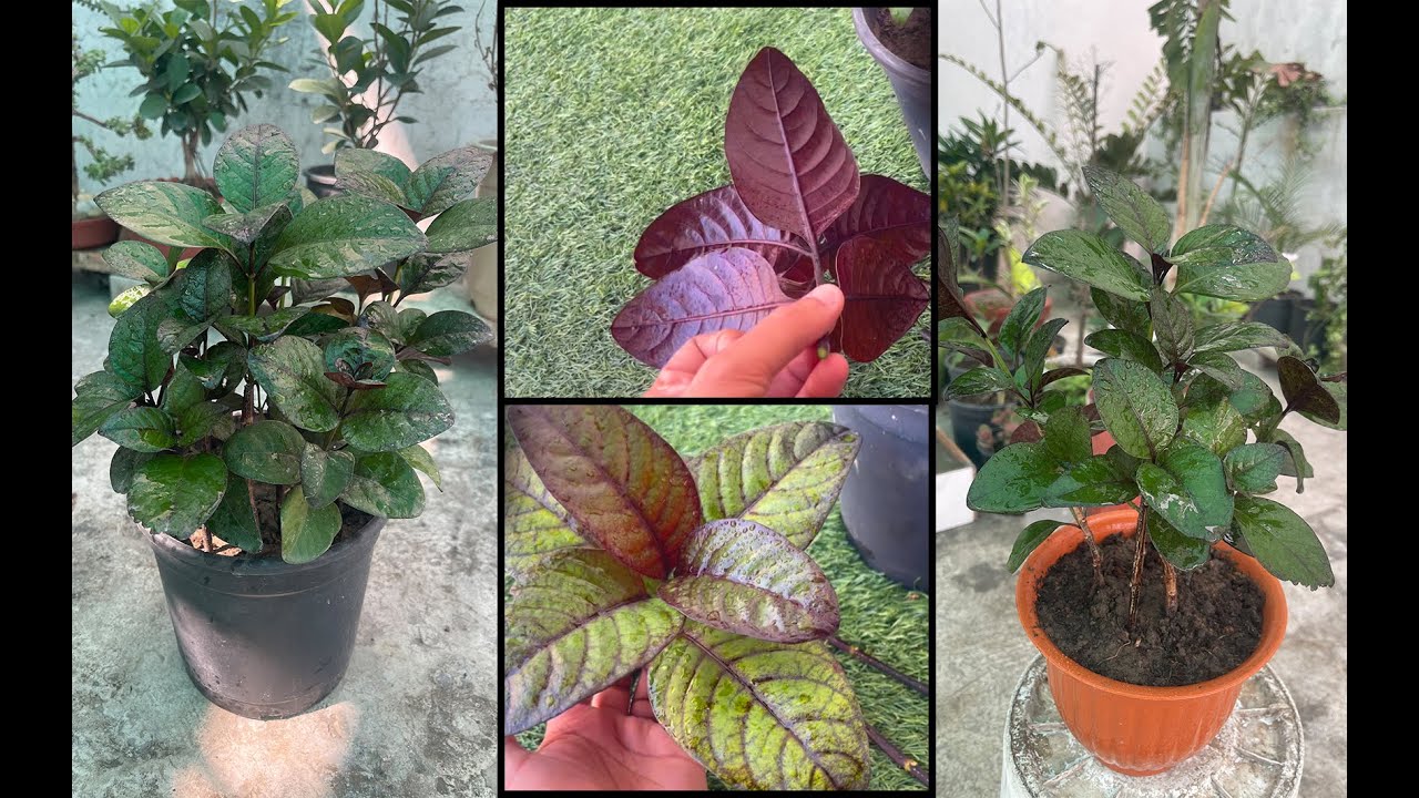 Purple Knight Alternanthera Plant Care & Repotting I Beautiful Plant ...
