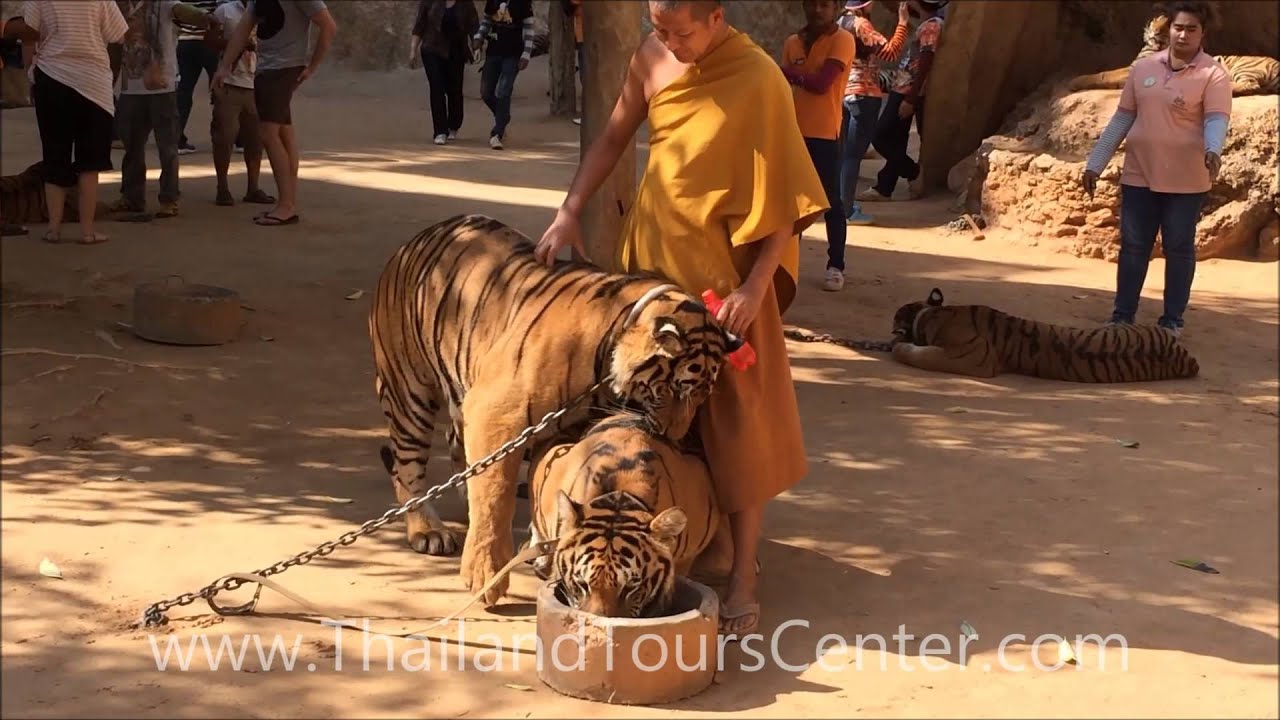 Tiger Temple Thailand Tour by Thailand Tours Center - YouTube