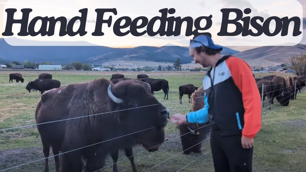 Hand Feeding BISON in Montana | Unique Harvest Hosts Stay - YouTube