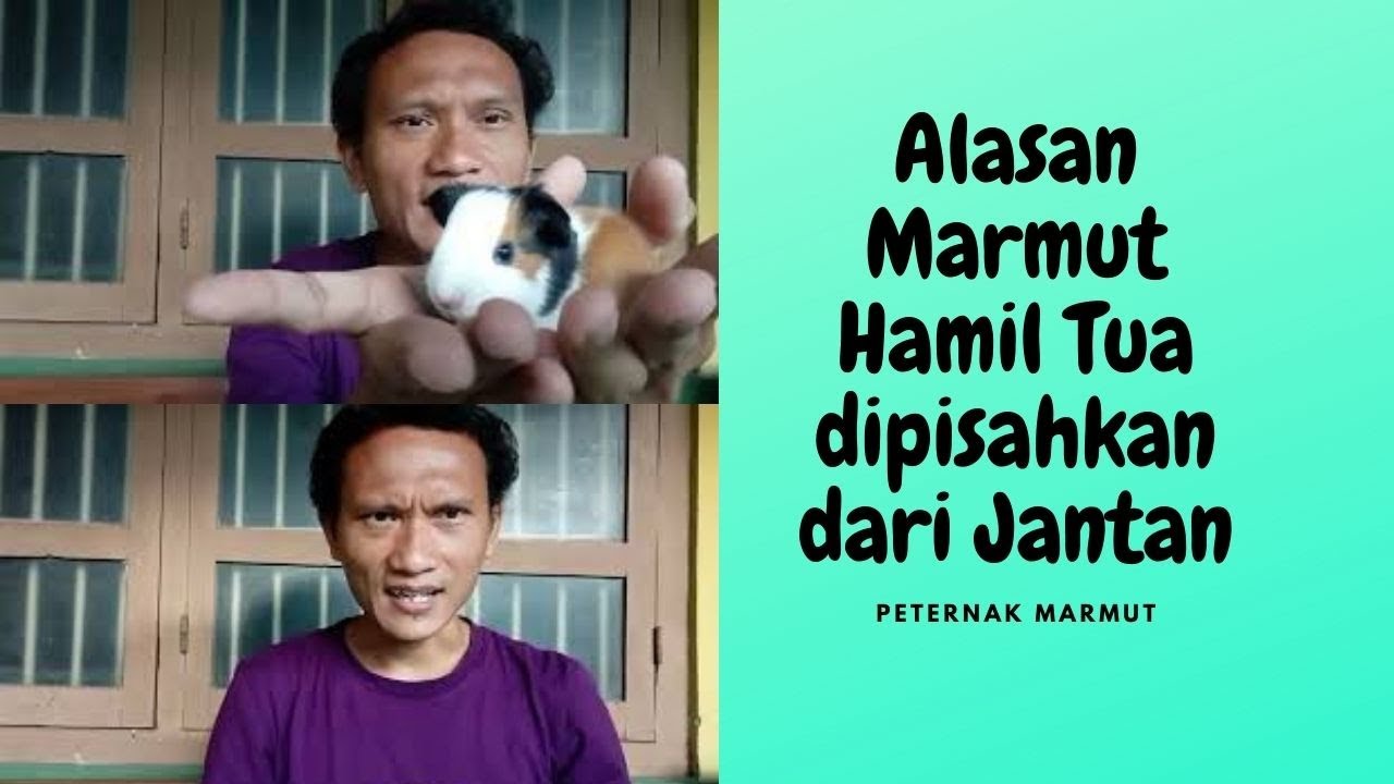 Alasan Marmut Hamil Tua dipisahkan dari Jantan - Peternak Marmut - YouTube
