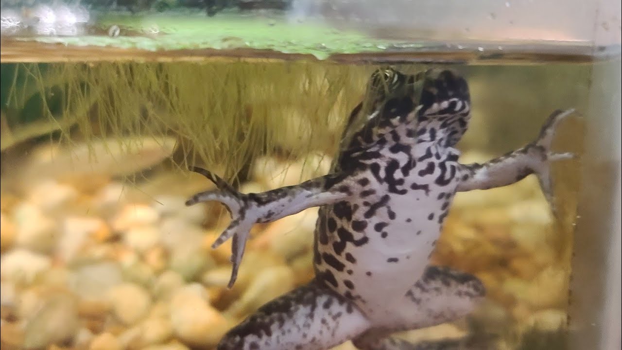 American Bullfrog Enclosure Basic Care and Setup - YouTube