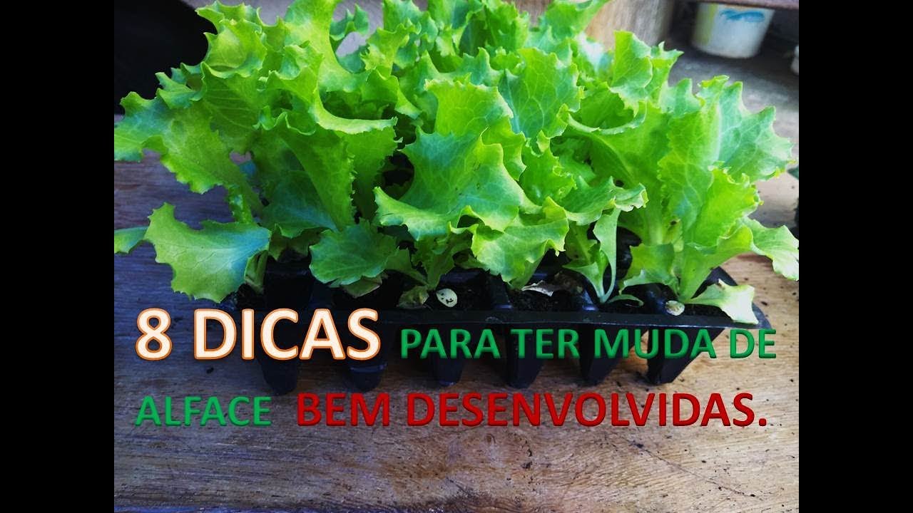 8 DICAS IMPORTANTES PARA TER MUDAS DE ALFACE BEM DESENVOLVIDAS - YouTube