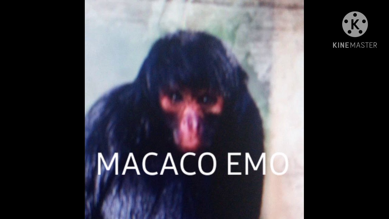 Shitpost Macaco Emo - YouTube