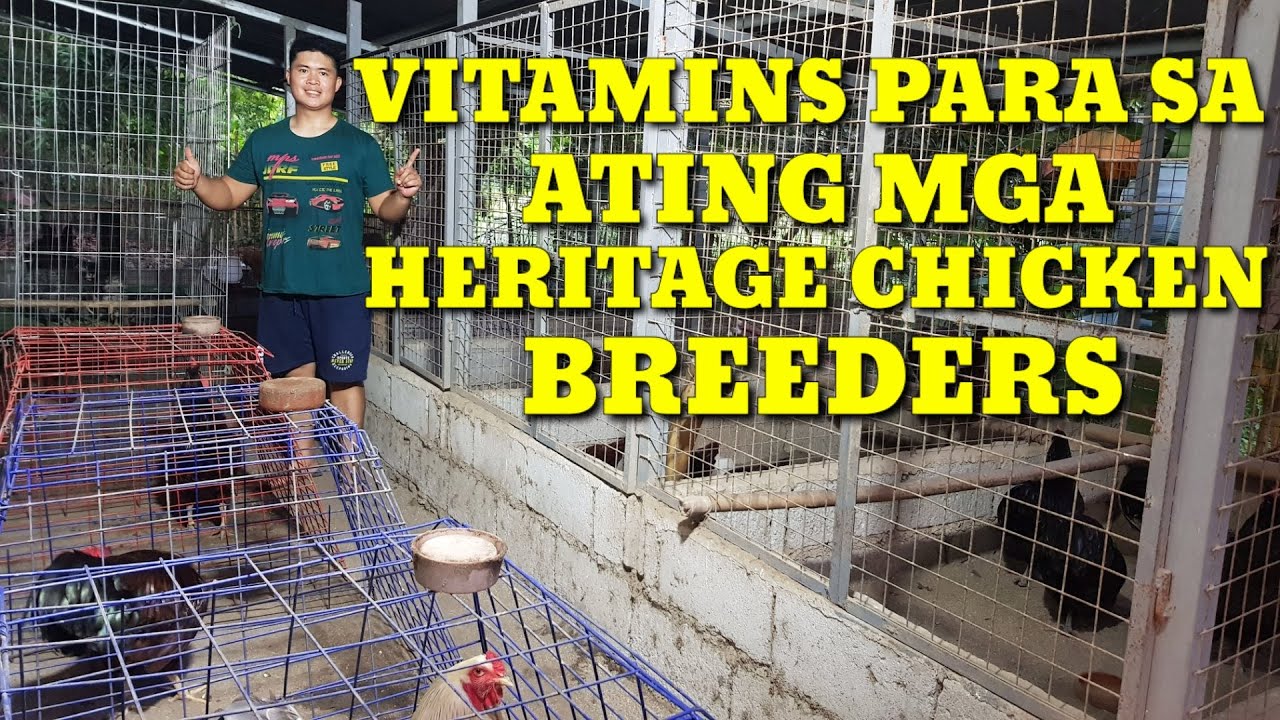 MAGANDANG VITAMINS PARA SA ATING HERITAGE CHICKEN BREEDERS HABANG SILA ...