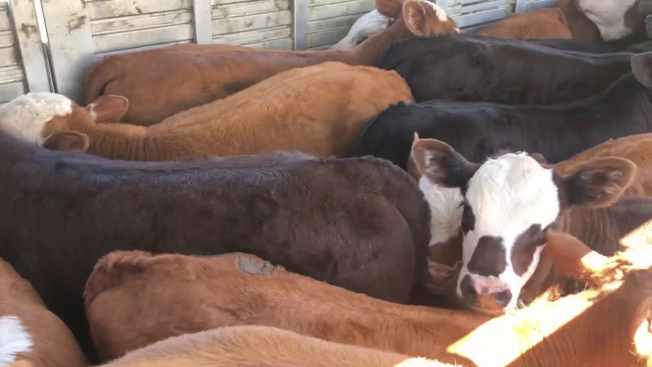 The Cows Come Home! - YouTube